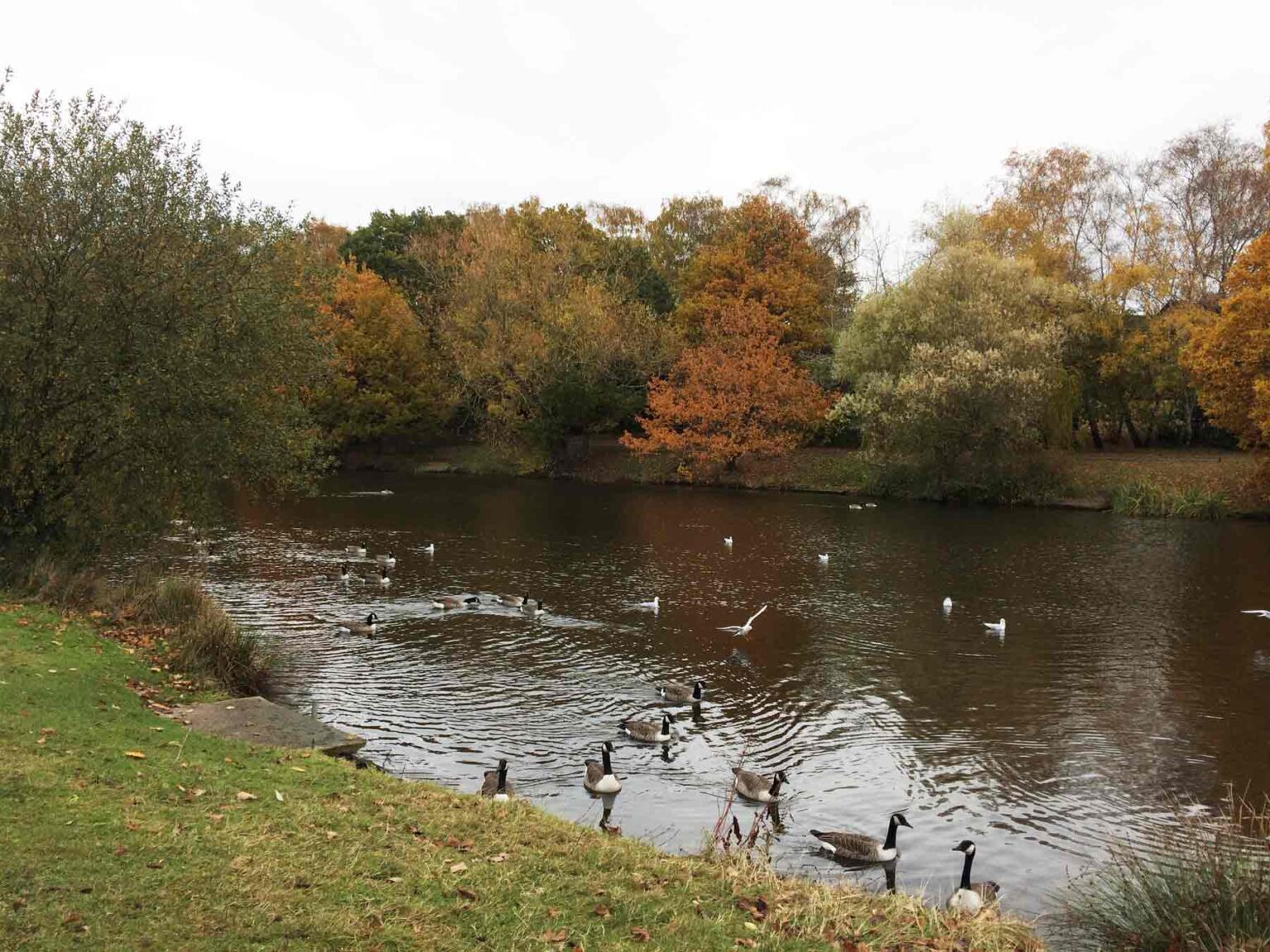 South Hill Park | Where To Fish In Bracknell Forest Area